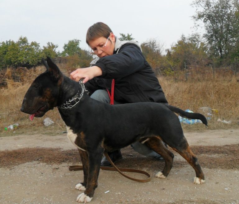 Bull Terrier Club Welfare Trust